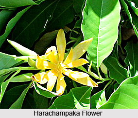 Harachampaka